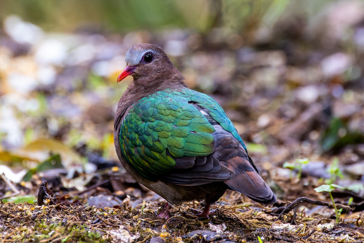 ML614449109 - Asian Emerald Dove - Macaulay Library