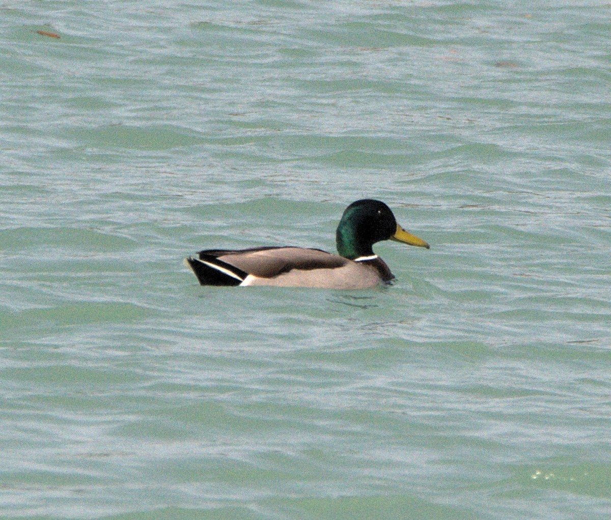 eBird Checklist - 28 Jan 2024 - Eastern Lagoon (Eastern Mangroves NP ...