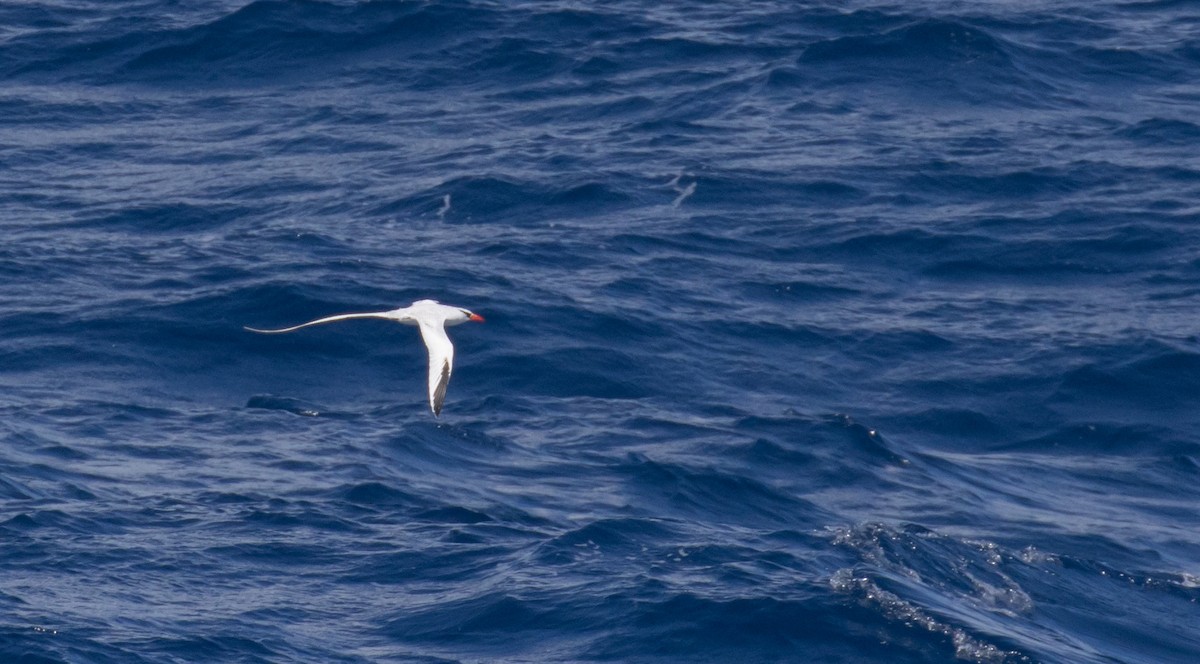 eBird Checklist - 19 Jan 2024 - Caribbean Martin roost (abandoned) - 5 ...