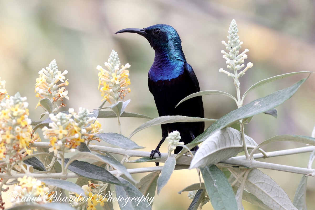 ML614518449 - Purple Sunbird - Macaulay Library