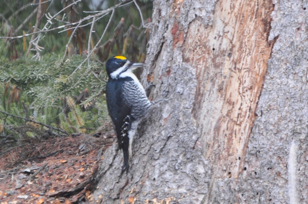 eBird Checklist - 4 Feb 2024 - Sax-Zim Bog--Arkola Rd feeders - 8 species
