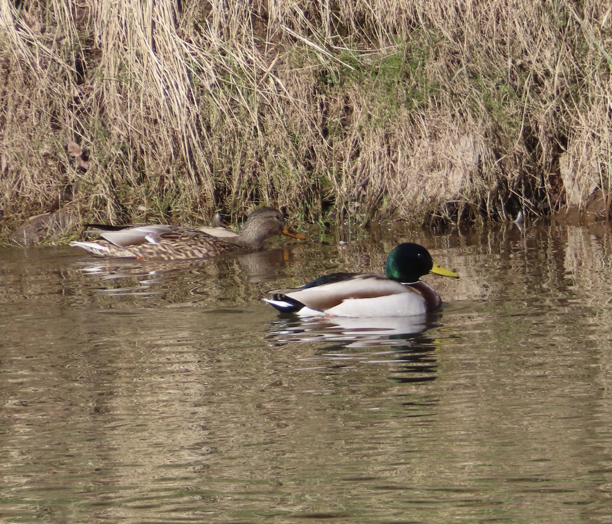 Pennsylvania Bird Atlas Checklist - 7 Feb 2024 - Denver( Ephrata NE) - 12 species