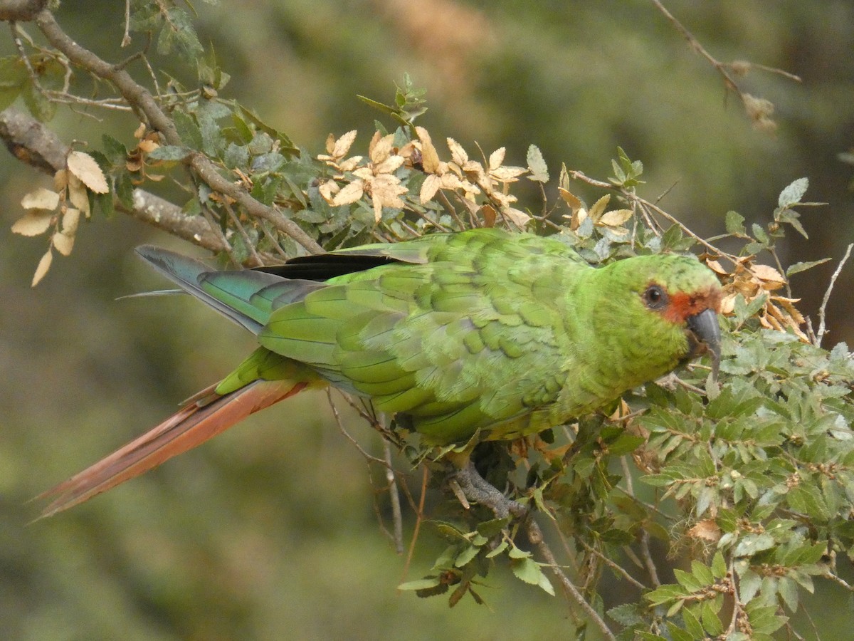 ML614533756 - Slender-billed Parakeet - Macaulay Library