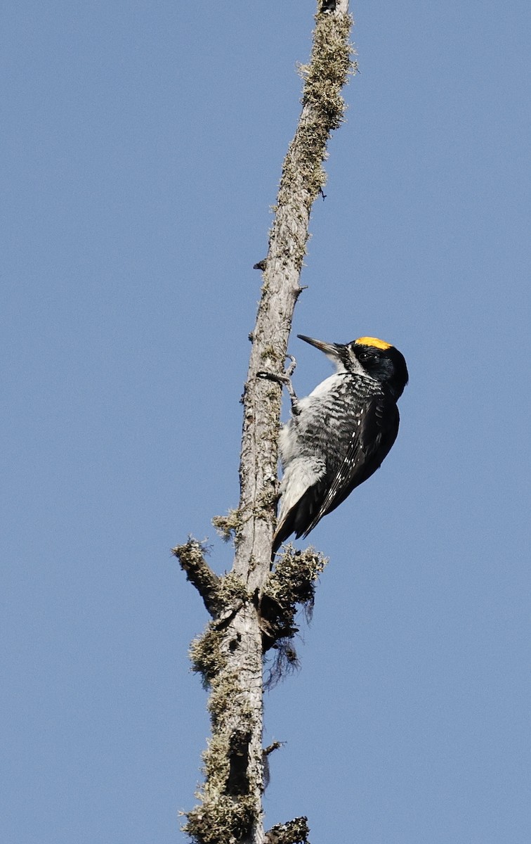 ML614549434 - Black-backed Woodpecker - Macaulay Library