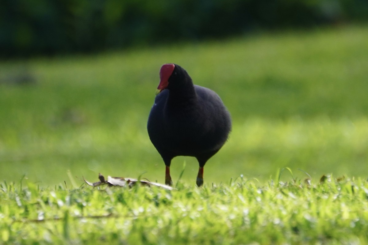 eBird Checklist - 5 Feb 2024 - Nawiliwili Lighthouse - 5 species