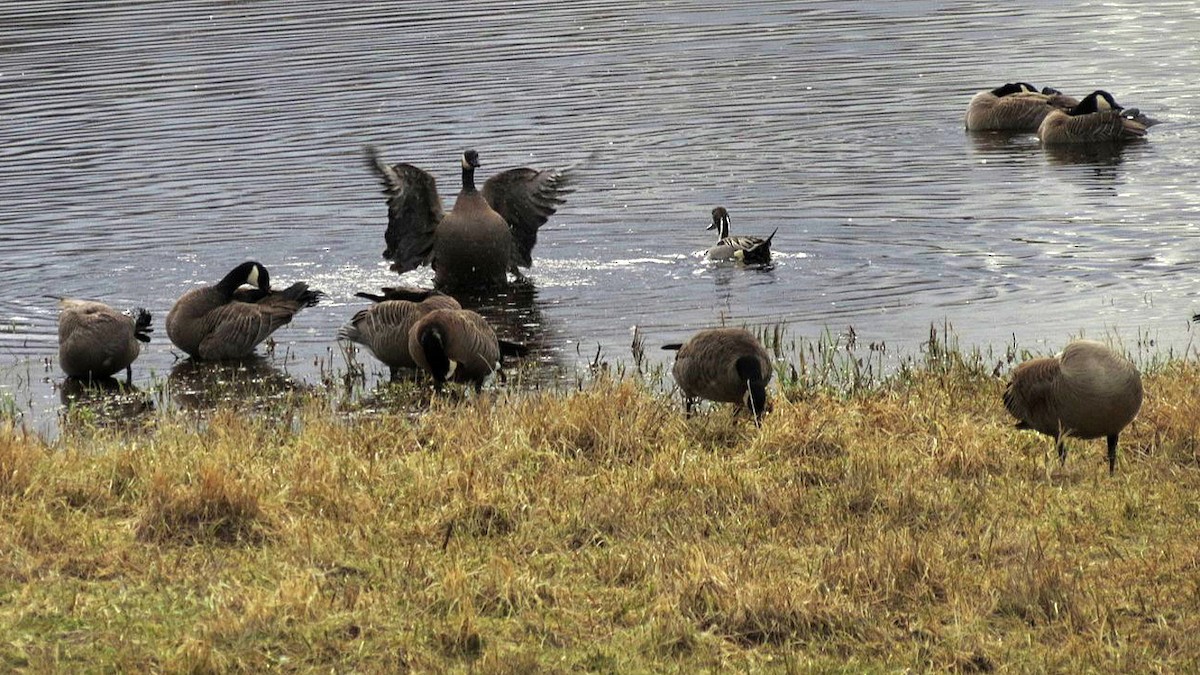 eBird Checklist - 7 Feb 2024 - Billy Frank Jr. Nisqually NWR - 78 ...