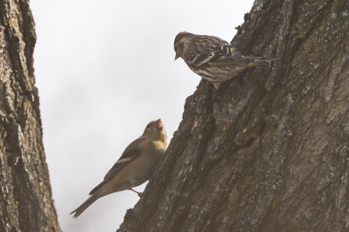 Pennsylvania Bird Atlas Checklist - 8 Feb 2024 - 399 Upper Georges Valley Rd, Spring Mills US-PA ...