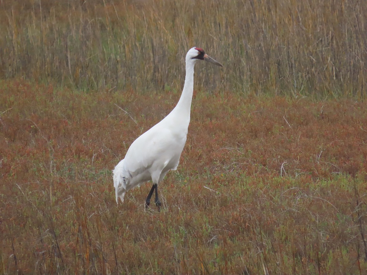 eBird Checklist - 8 Feb 2024 - Aransas Bay--Rockport/Fulton to Aransas ...