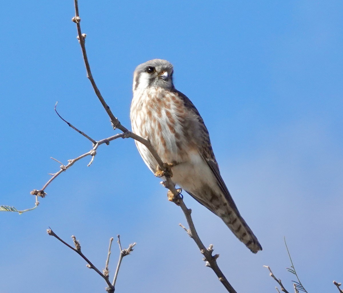 eBird Checklist - 9 Feb 2024 - Anza Trail--Tubac kiosk area - 44 ...