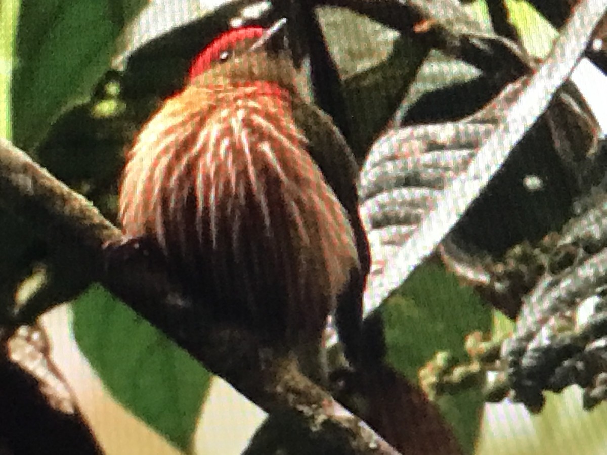 ML614634458 - Striolated Manakin - Macaulay Library