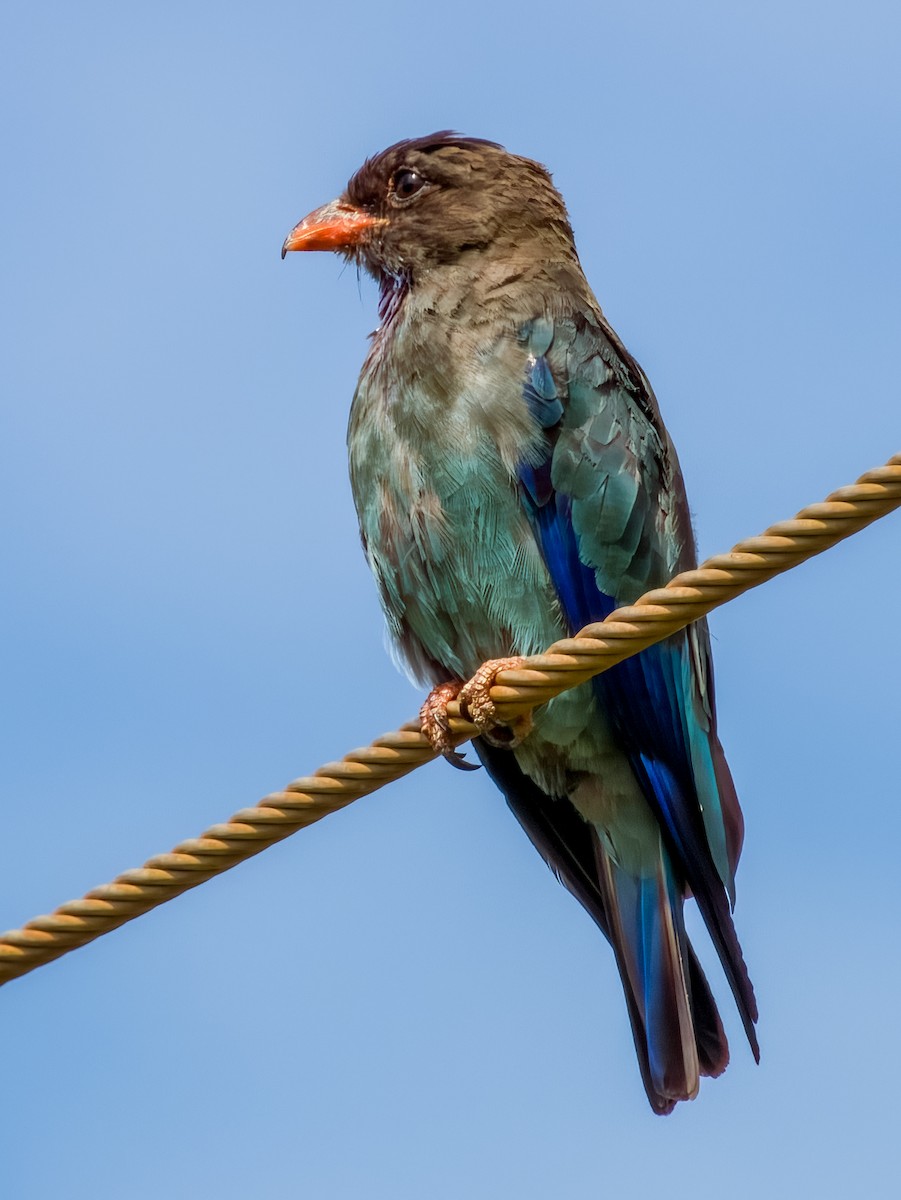 ML614672680 - Dollarbird - Macaulay Library