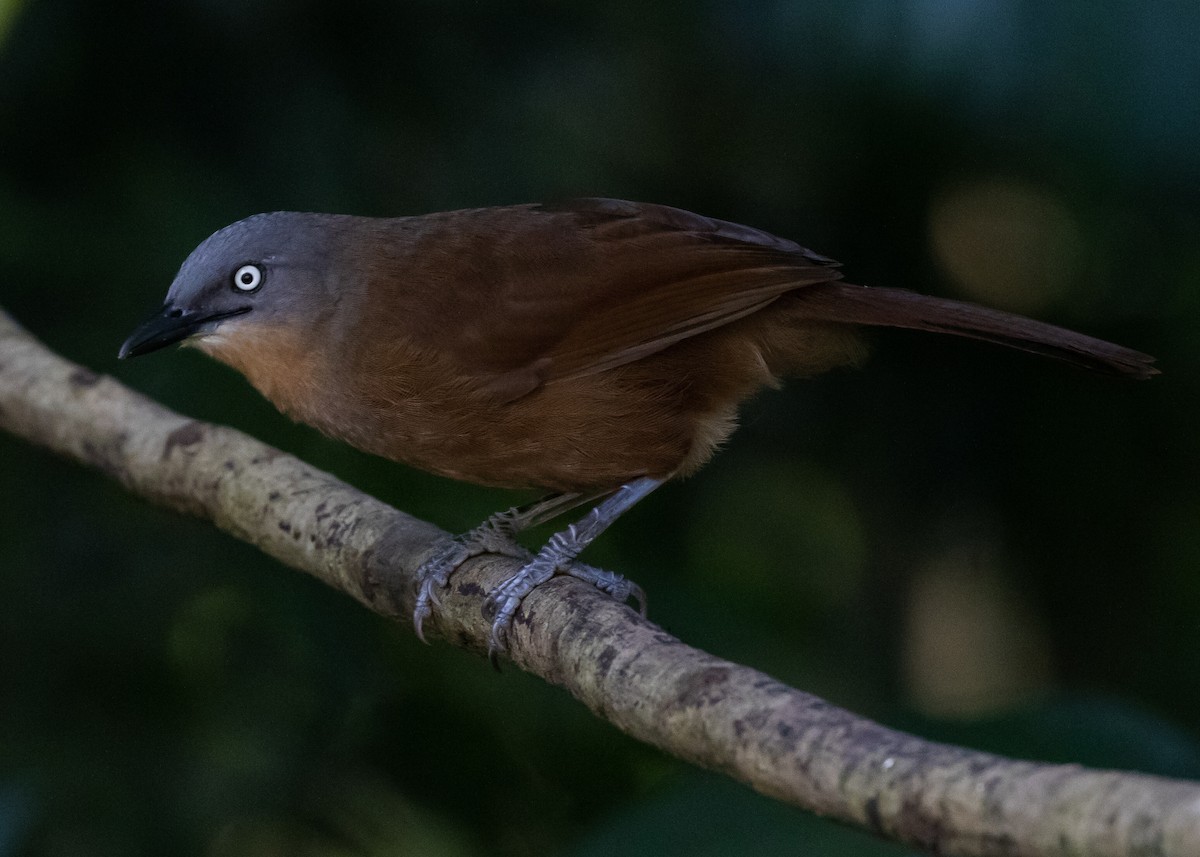 ML614678971 - Ashy-headed Laughingthrush - Macaulay Library