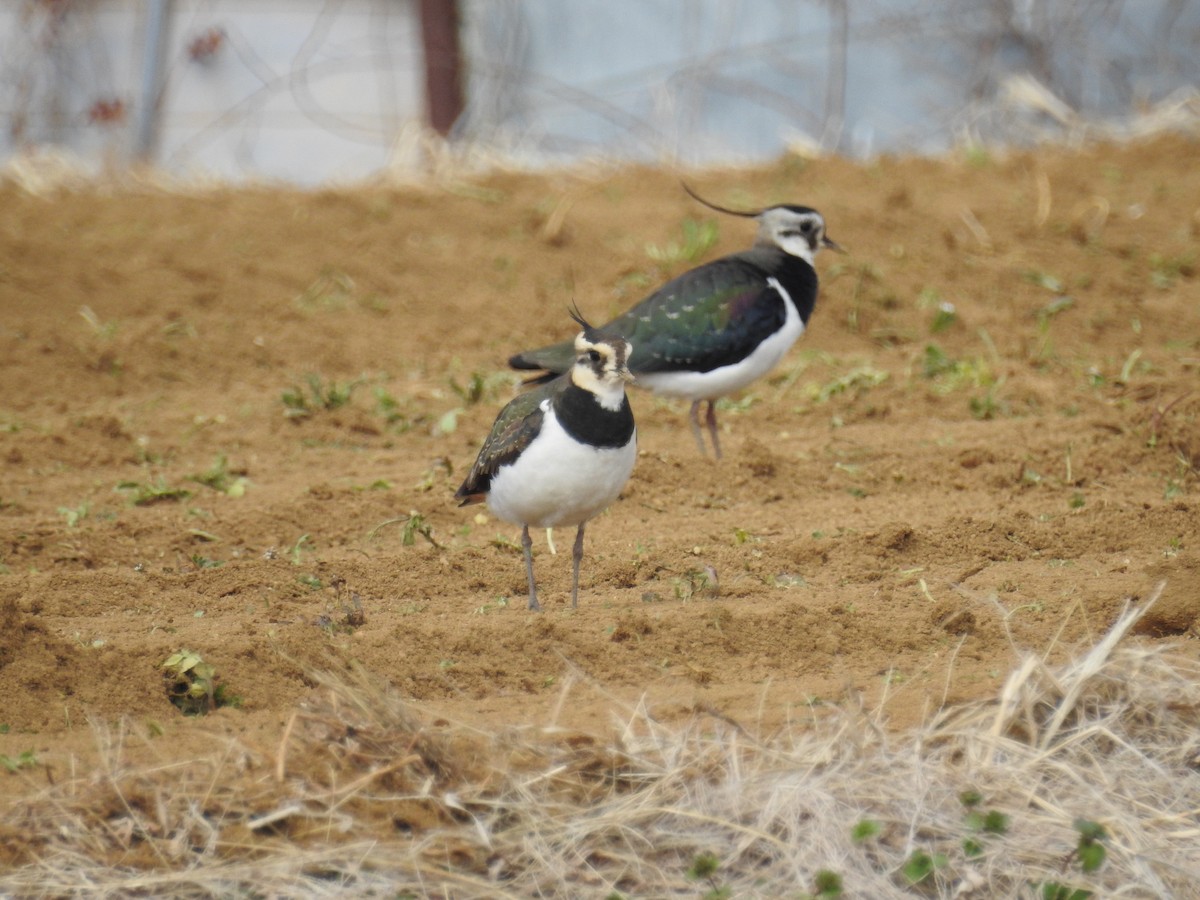 eBird Checklist - 11 Feb 2024 - 平塚市--高砂交差点水田 (Hiratsuka--Takasago ...