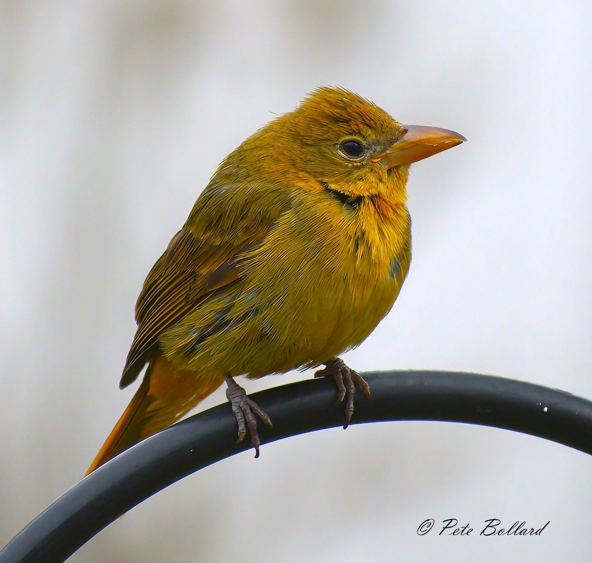 eBird Checklist - 11 Feb 2024 - Bernard Lane - 1 species