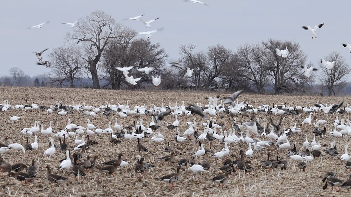 eBird Checklist - 10 Feb 2024 - 8th Road/Bader Park Rd - 5 species