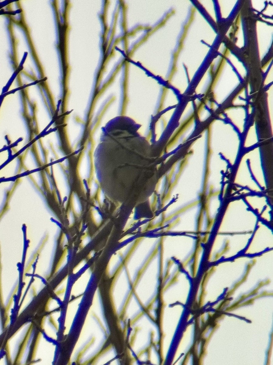 eBird Checklist - 11 Feb 2024 - 8201–8427 Pebble Springs Rd, Decatur US ...