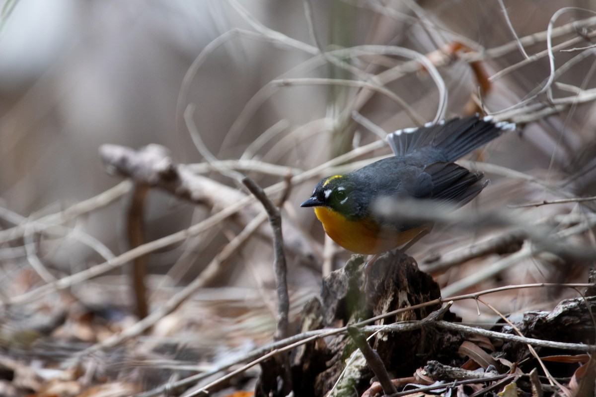 eBird Checklist - 11 Feb 2024 - UT RGV - Exact Fan-tailed Warbler Spot ...