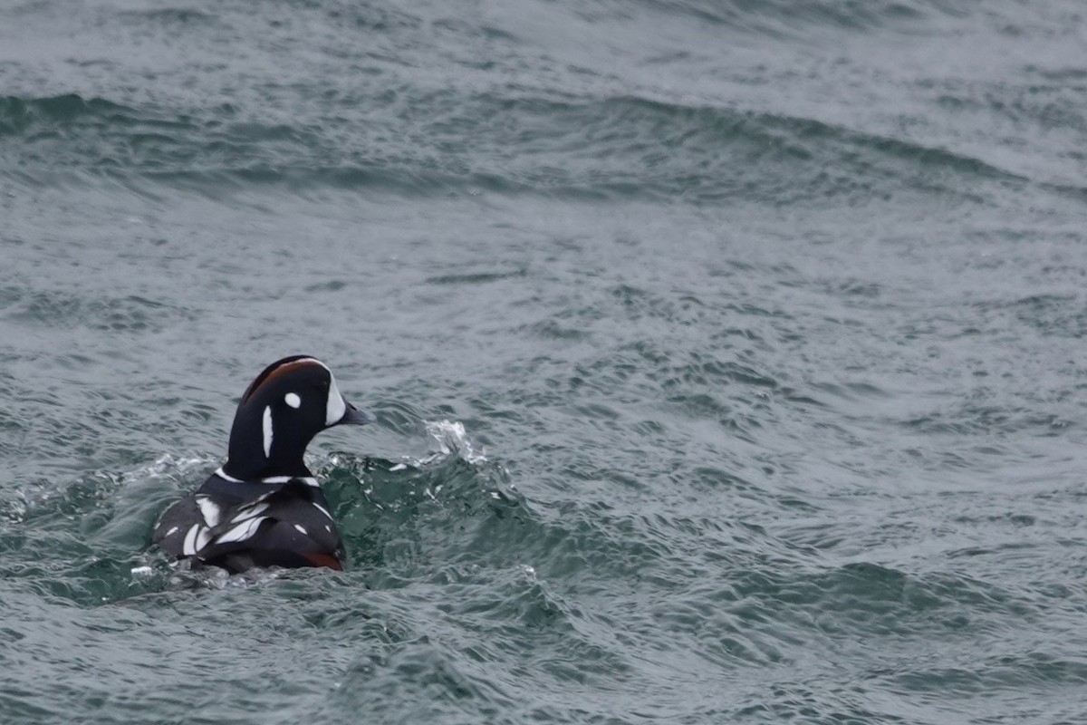 eBird Checklist - 26 Jan 2024 - 根室市--落石港 (Nemuro--Ochiishi Port) - 11 ...