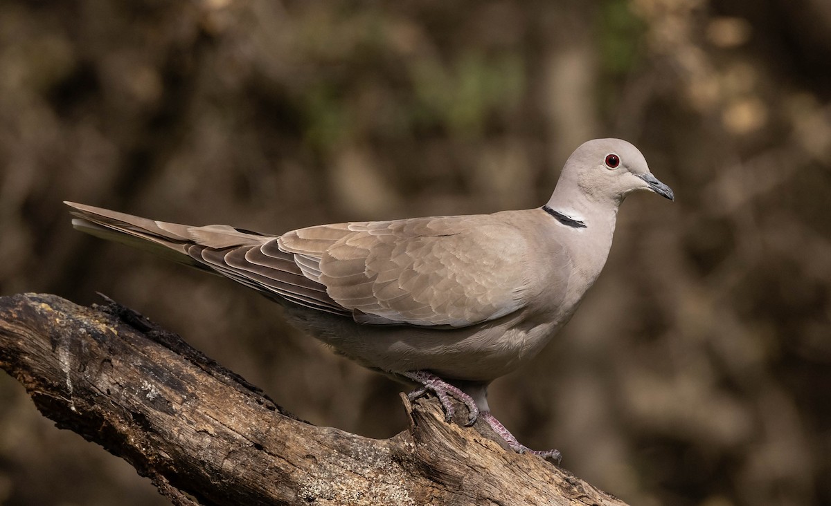 eBird Checklist - 30 Jan 2024 - Salineño Wildlife Preserve (LTC 080 ...