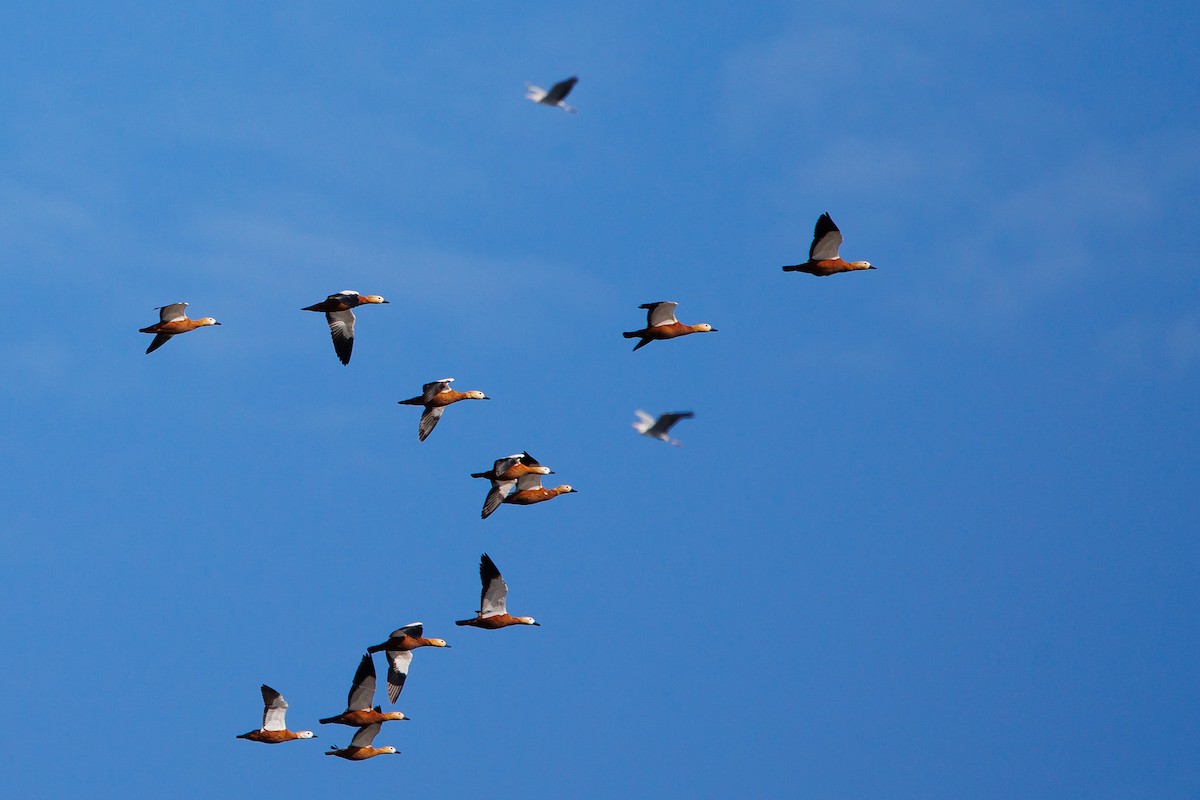 eBird Checklist - 11 Feb 2024 - Kvernaki Ridge (Emerald Network Site ...