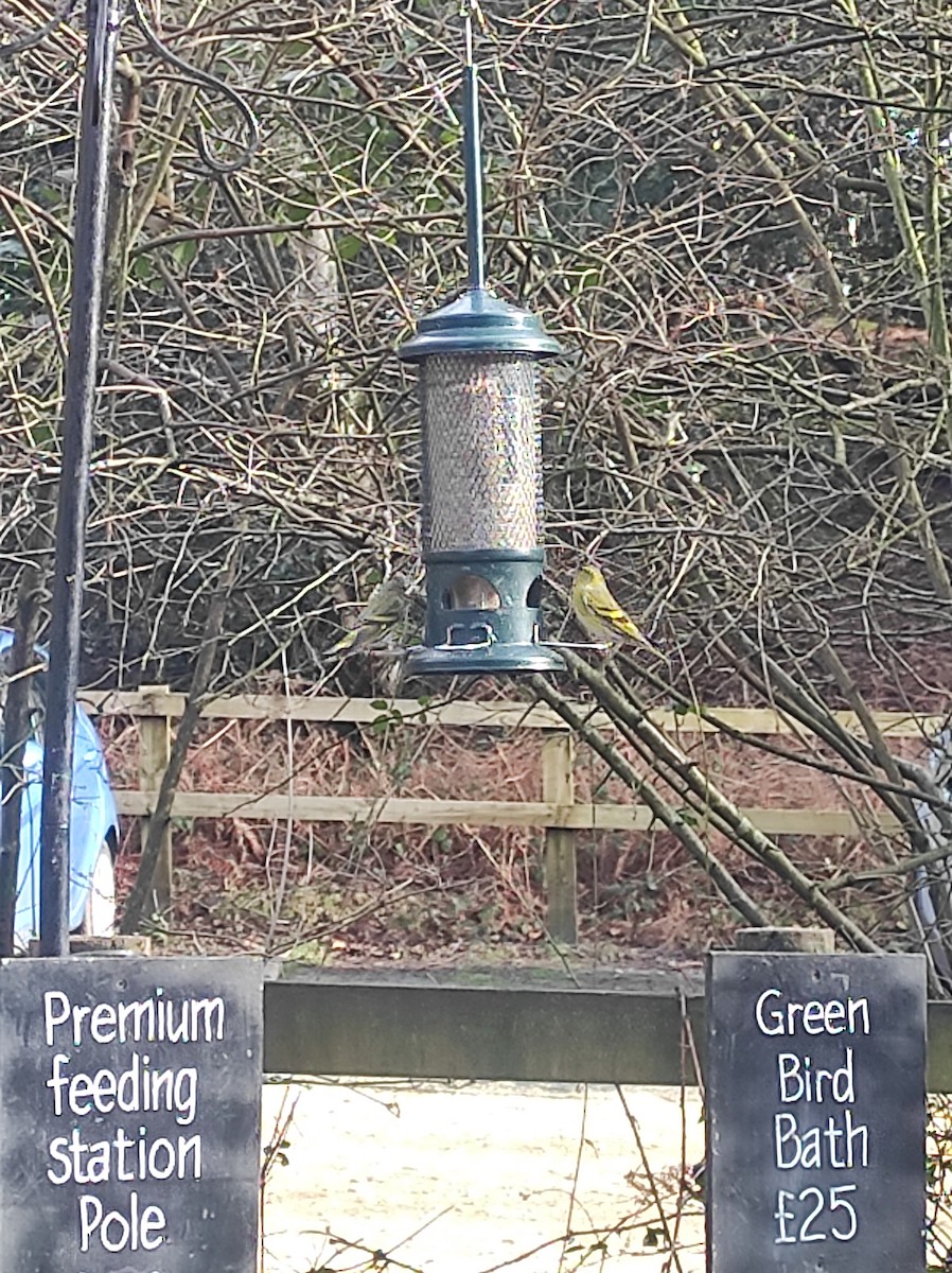 eBird Checklist - 10 Feb 2024 - Arne RSPB Reserve - 39 species