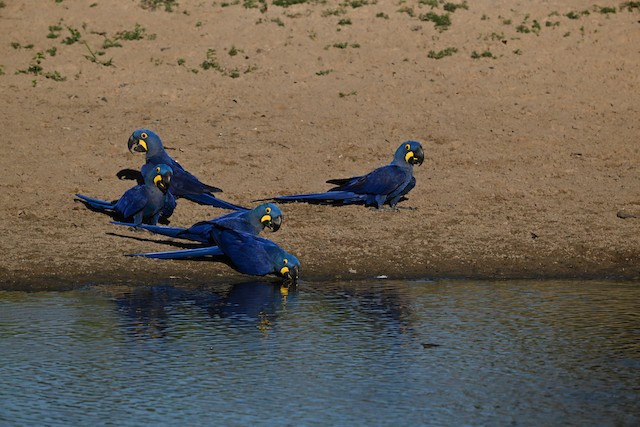 Conteo de Parabas Azules en Bolivia - eBird Bolivia