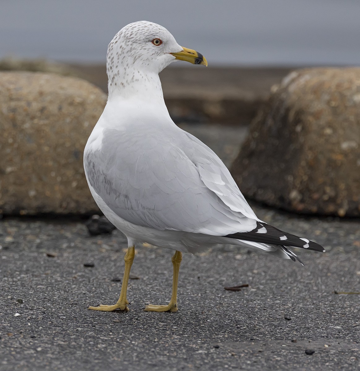 eBird Checklist - 12 Feb 2024 - Messick Point - 1 species