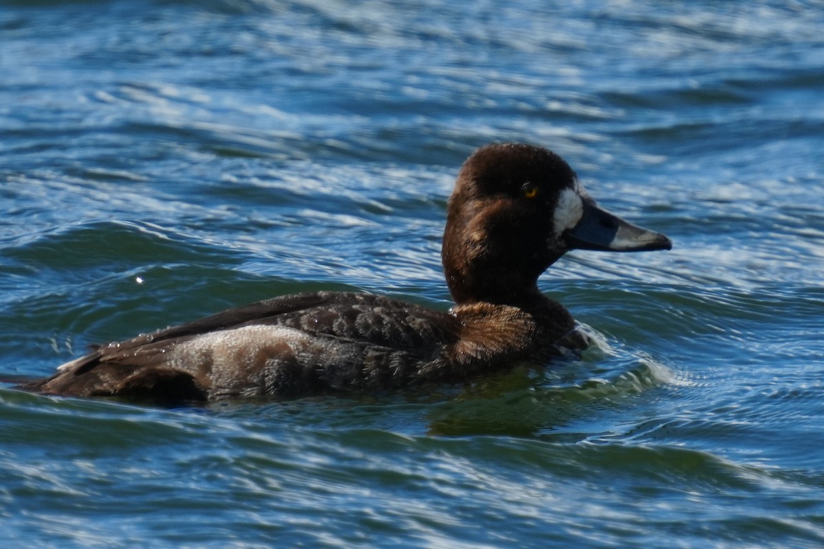 eBird Checklist - 12 Feb 2024 - Baton Rouge--Dawson Creek greenbelt - 7 ...