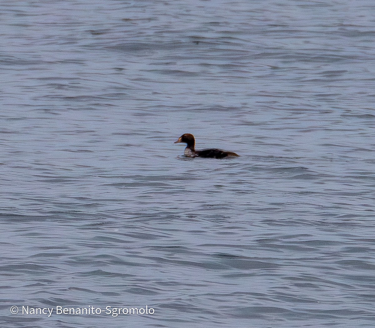 eBird Checklist - 12 Feb 2024 - Spring Lake North End Pavilion - 1 species