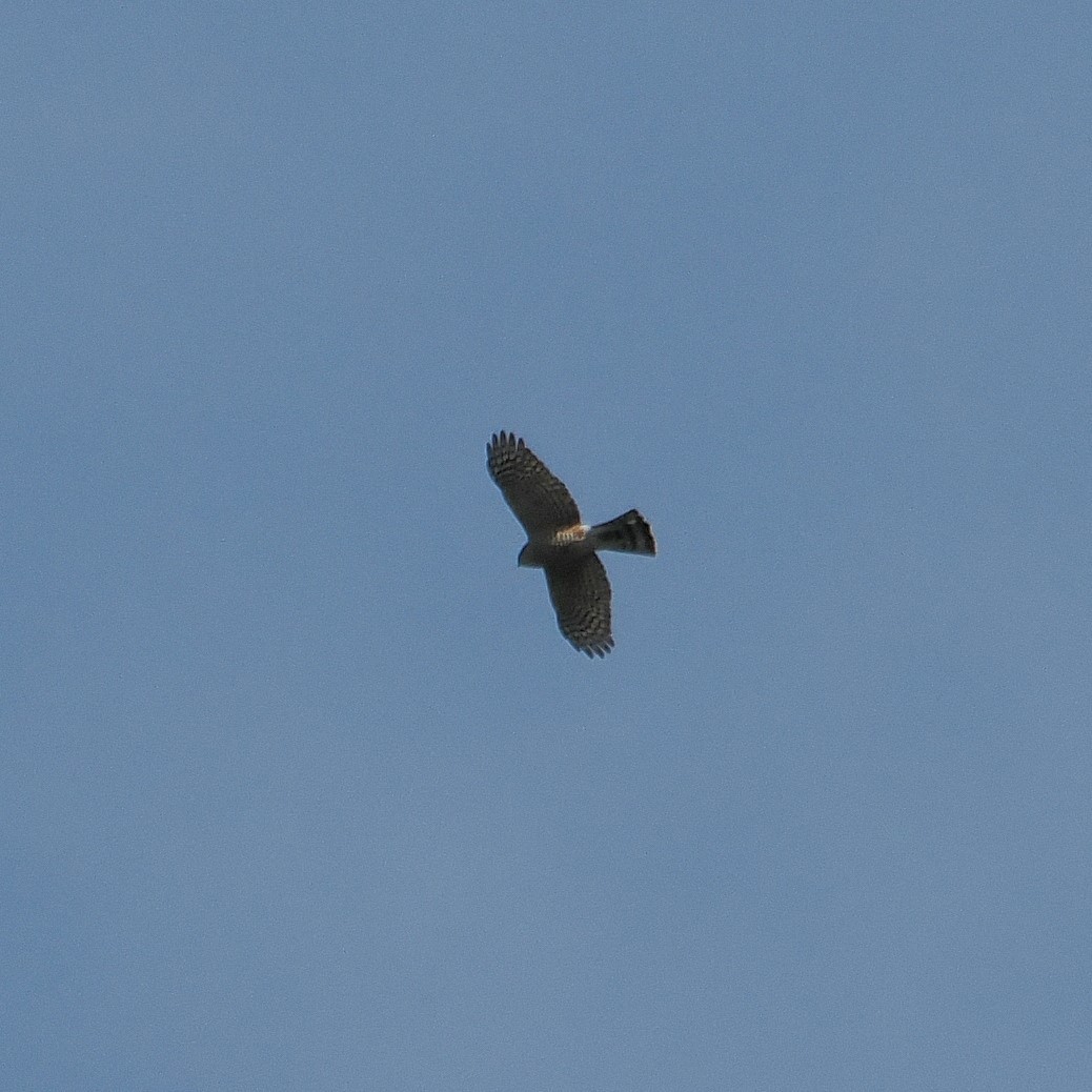 eBird Checklist - 13 Feb 2024 - Lacy Park - 39 species (+1 other taxa)