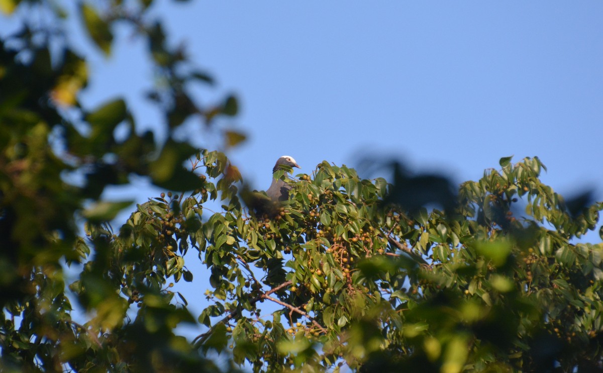 eBird Checklist - 13 Feb 2024 - Collier-Seminole SP - 8 species