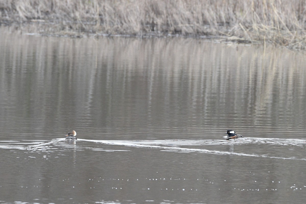 eBird Checklist - 10 Feb 2024 - Bombay Hook NWR--Leatherberry Flats - 5 ...