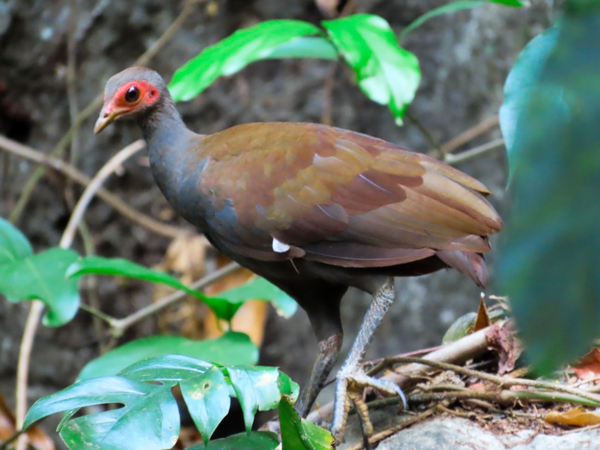 ML614843600 - Philippine Megapode - Macaulay Library