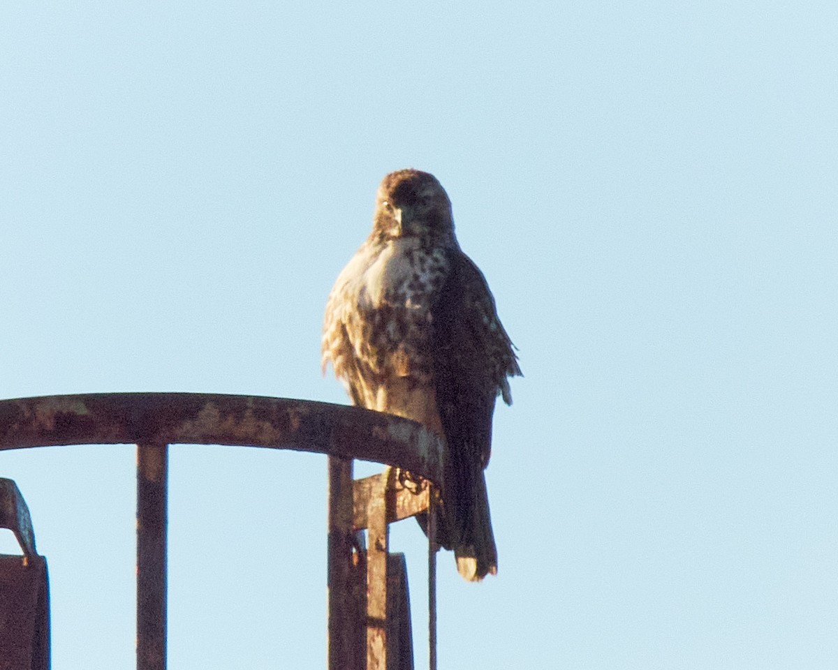 Pennsylvania Bird Atlas Checklist - 15 Feb 2024 - Philadelphia Naval Yard (restricted access ...