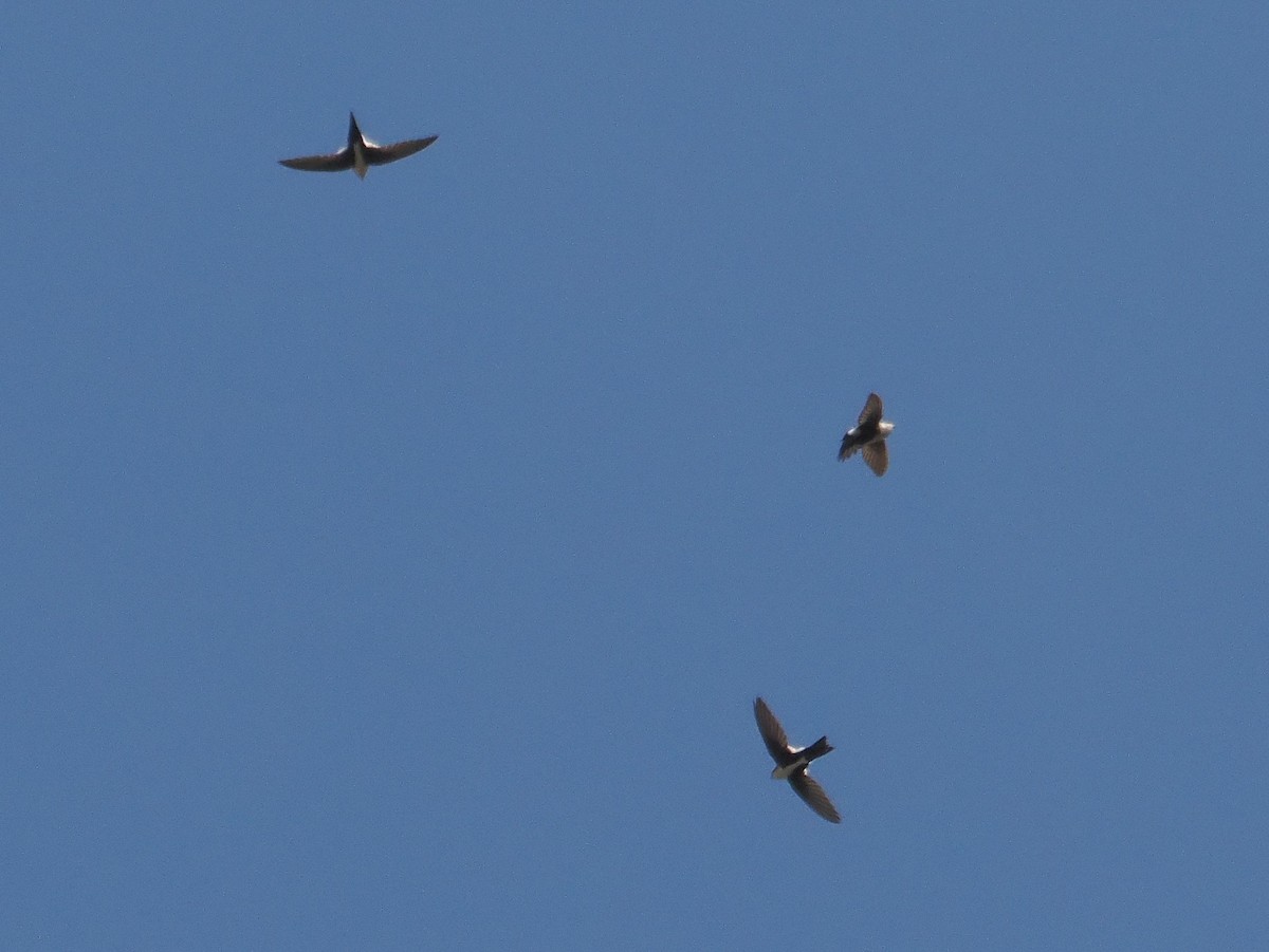 eBird Checklist - 15 Feb 2024 - Rubio Canyon - 20 species