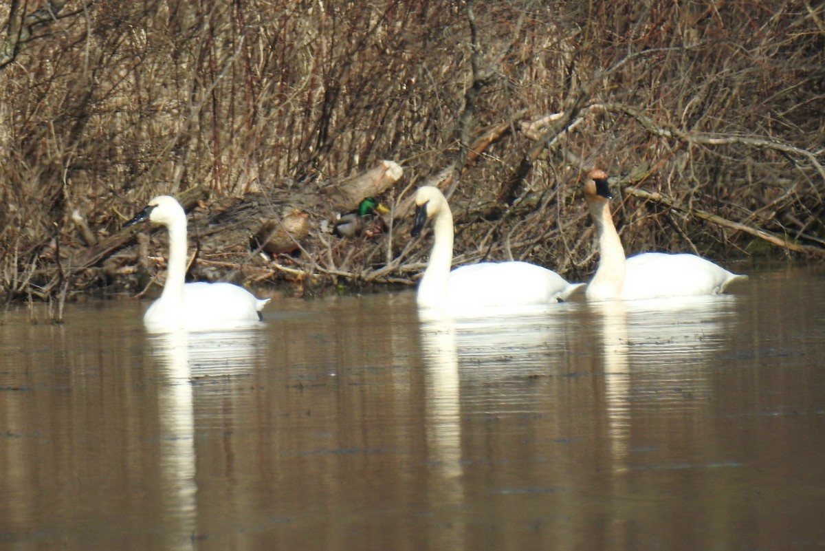 eBird Checklist - 14 Feb 2024 - Killdeer Plains Wildlife Area--Pond 33 ...