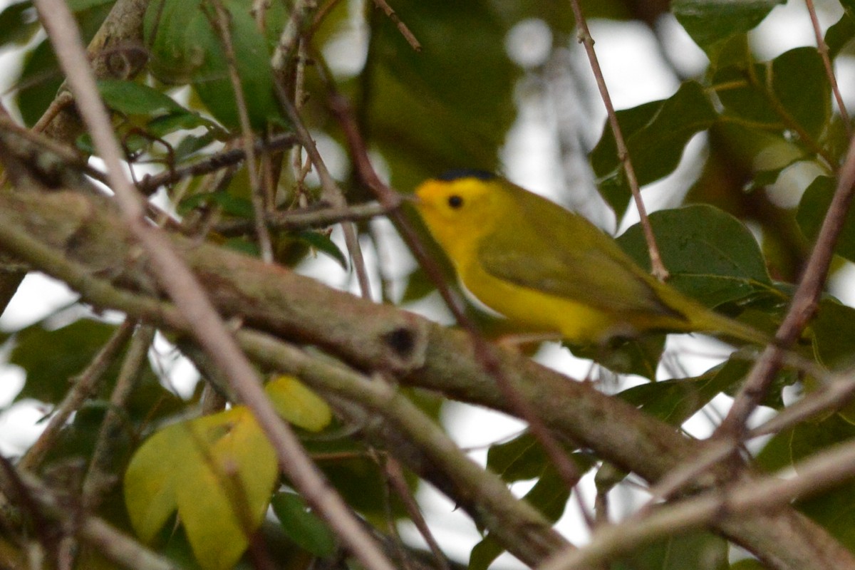 eBird Checklist - 16 Feb 2024 - I.G. Levy Park North (formerly Scranton ...