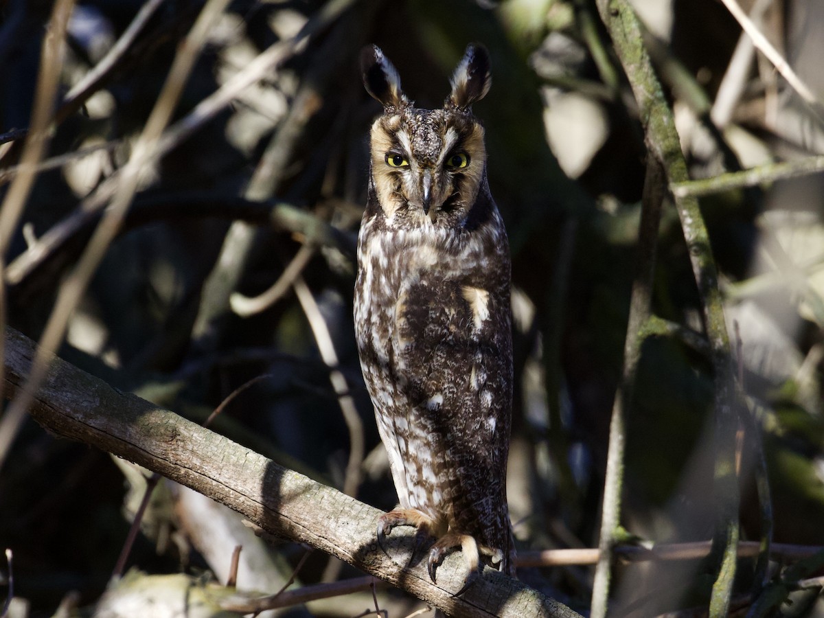 ML614910404 - Long-eared Owl - Macaulay Library
