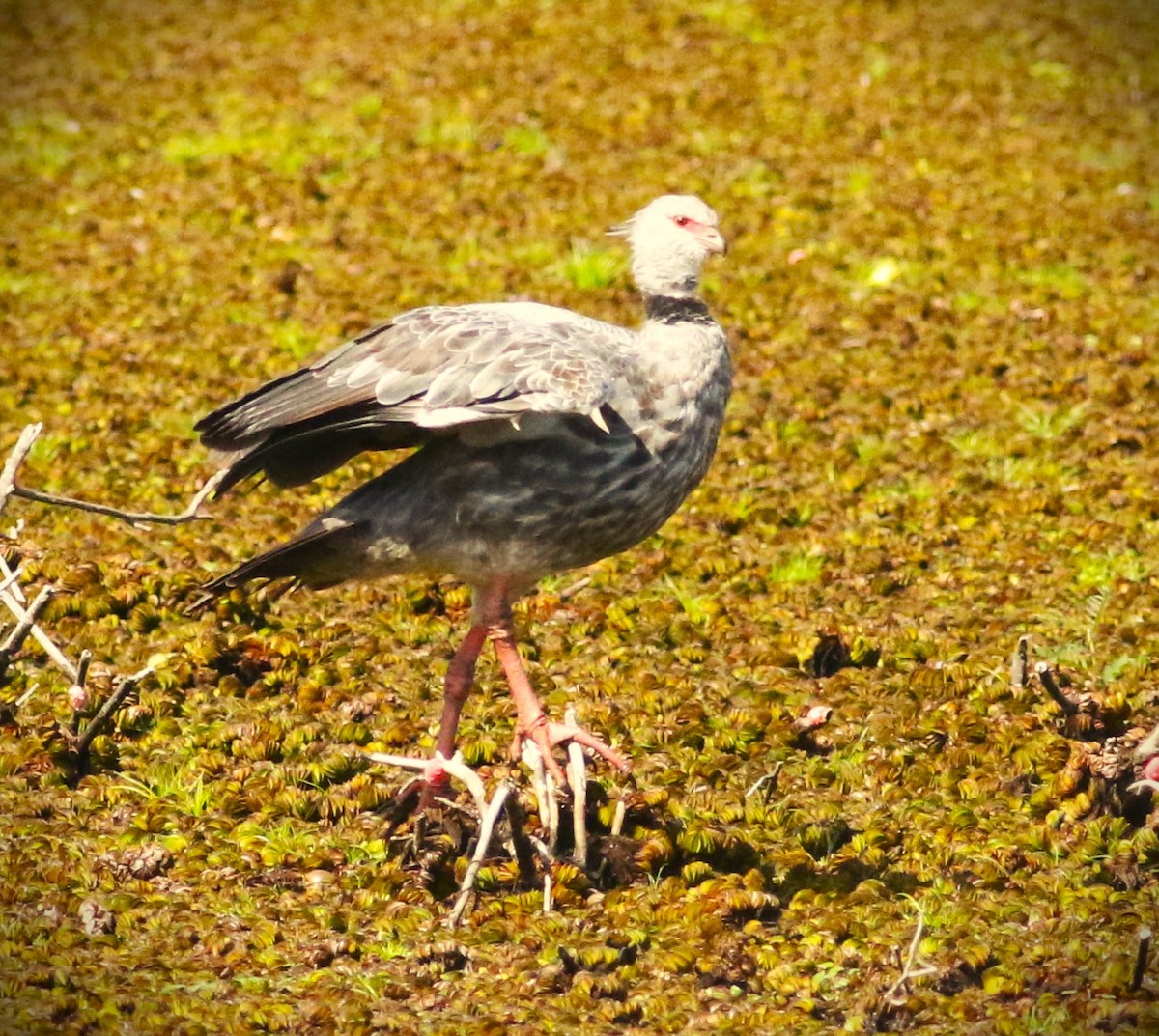 eBird Checklist - 5 Jan 2024 - Reserva Ecológica Costanera Sur - 64 species