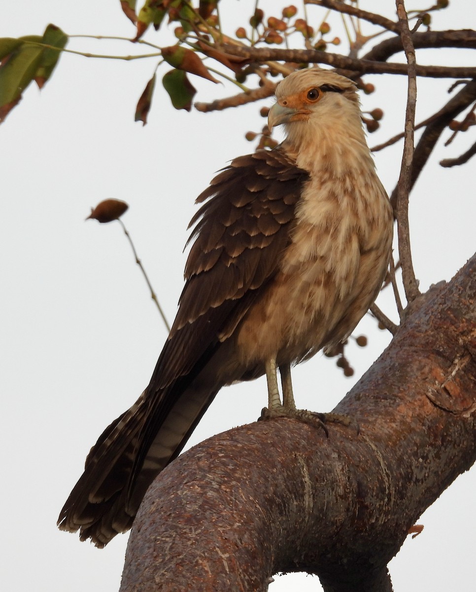 ML614911441 - Yellow-headed Caracara - Macaulay Library