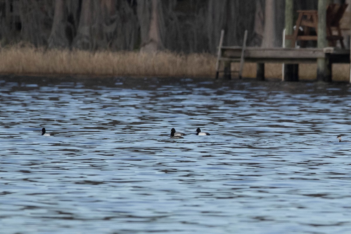 eBird Checklist - 15 Feb 2024 - Lake Santa Fe - 14 species