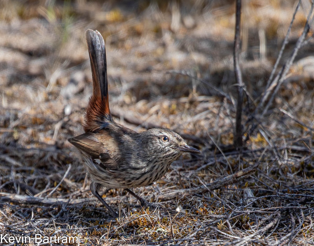 eBird Checklist - 10 Feb 2024 - Greater Bendigo National Park ...