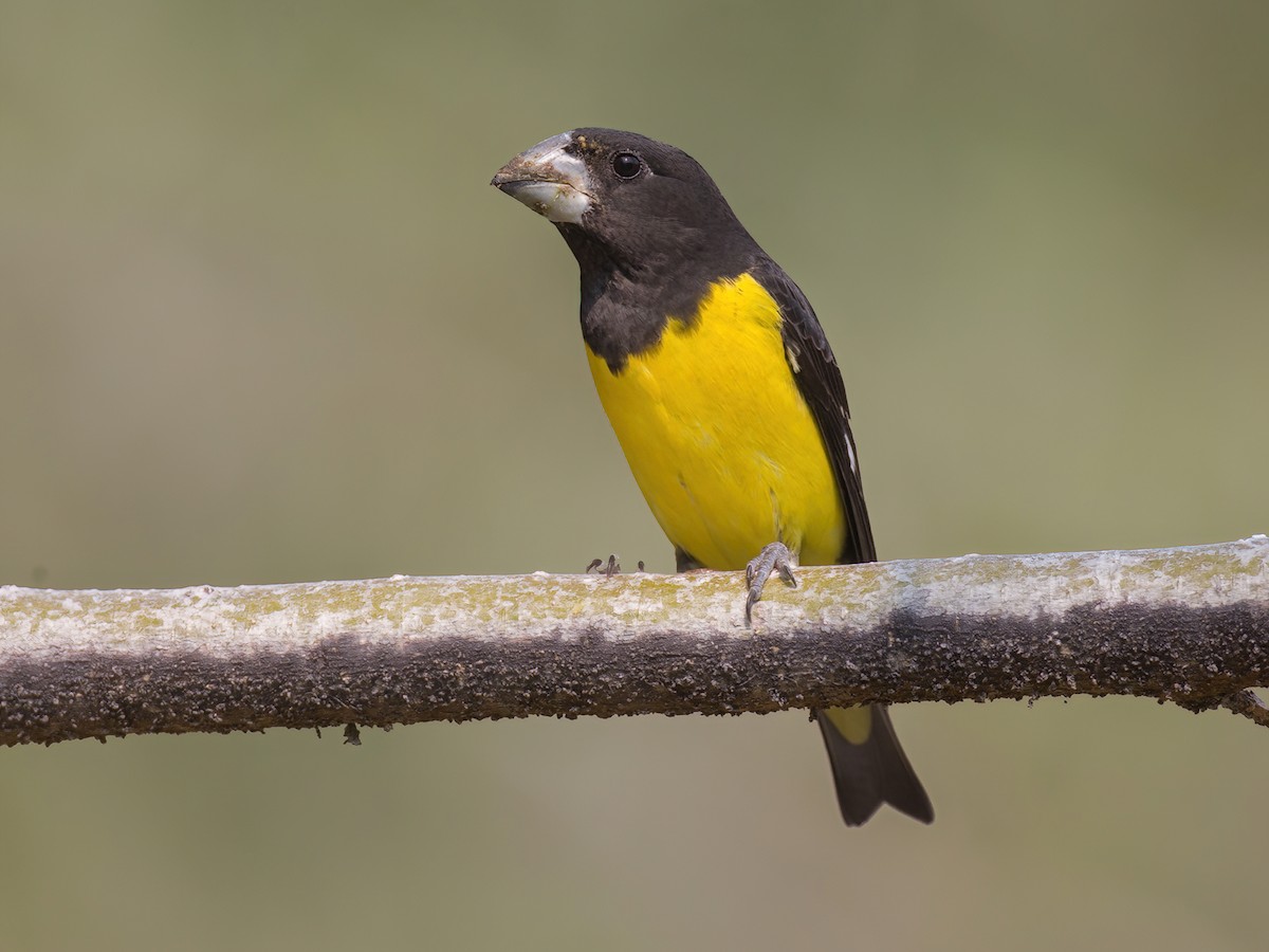 Spot-winged Grosbeak - Mycerobas melanozanthos - Birds of the World