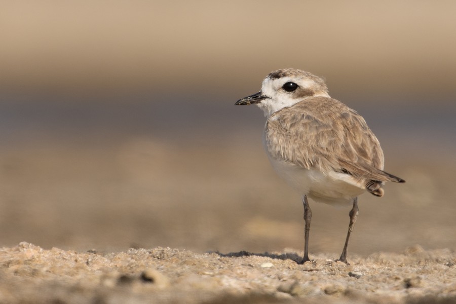 Snowy Plover (occidentalis) - eBird
