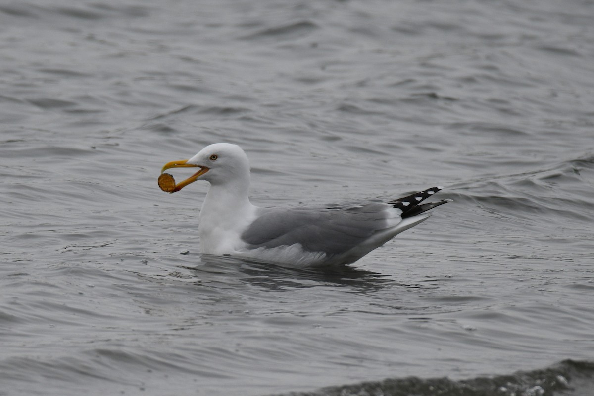 eBird Checklist - 17 Feb 2024 - Odiorne Point SP, Rye - 33 species