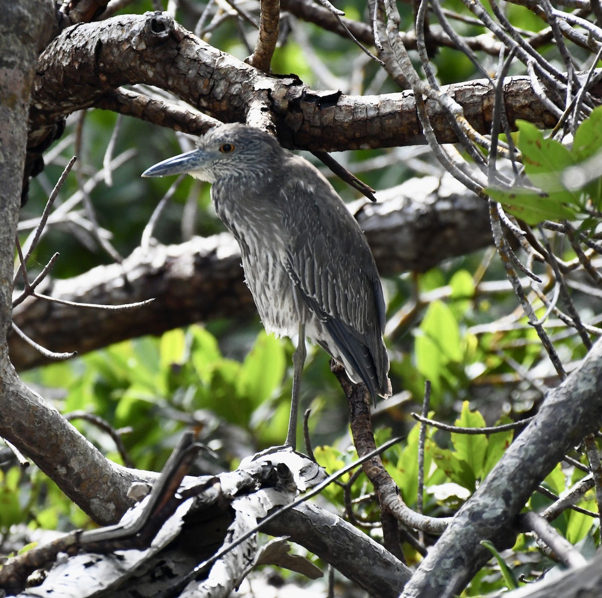 eBird Checklist - 16 Feb 2024 - 14561 Jonathan Harbour Dr, Fort Myers ...