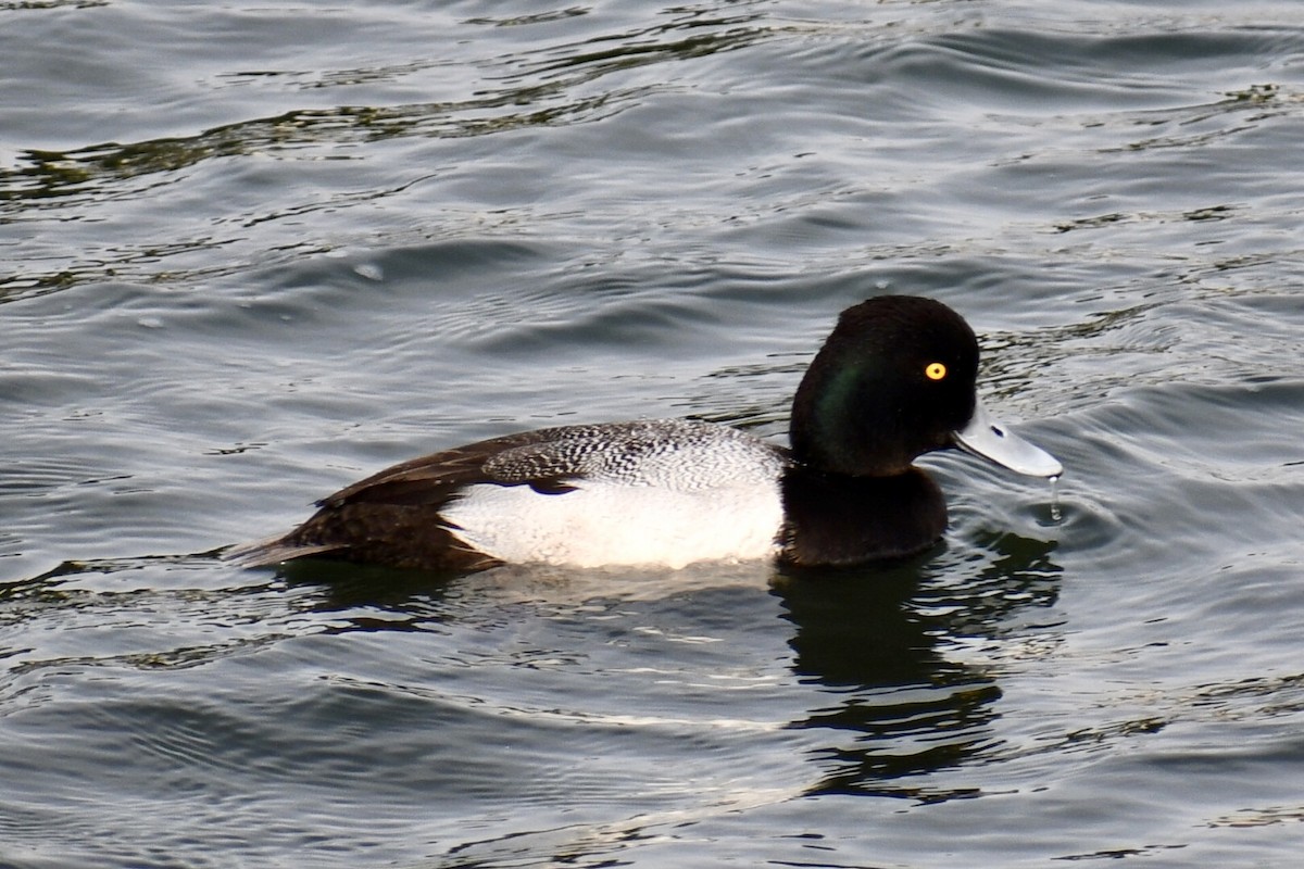 ML614954860 - Lesser Scaup - Macaulay Library