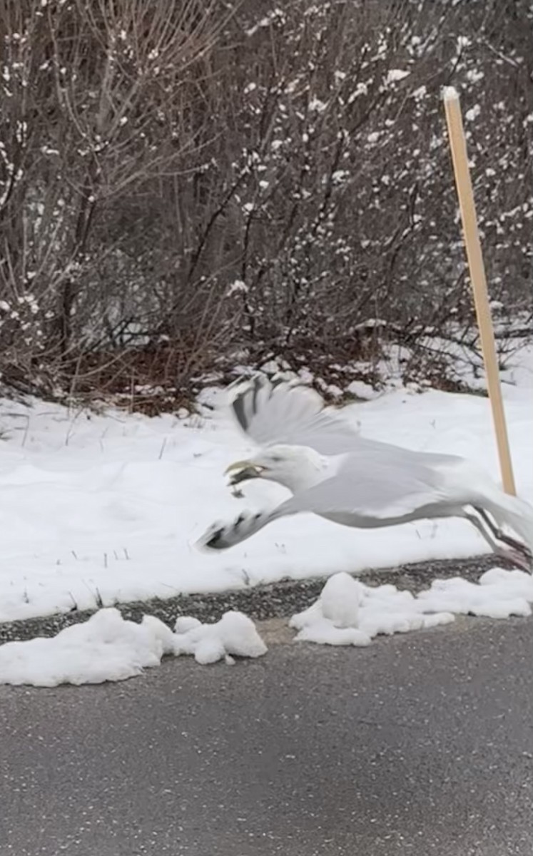 eBird Checklist - 17 Feb 2024 - Hammonasset Beach SP--East Beach ...