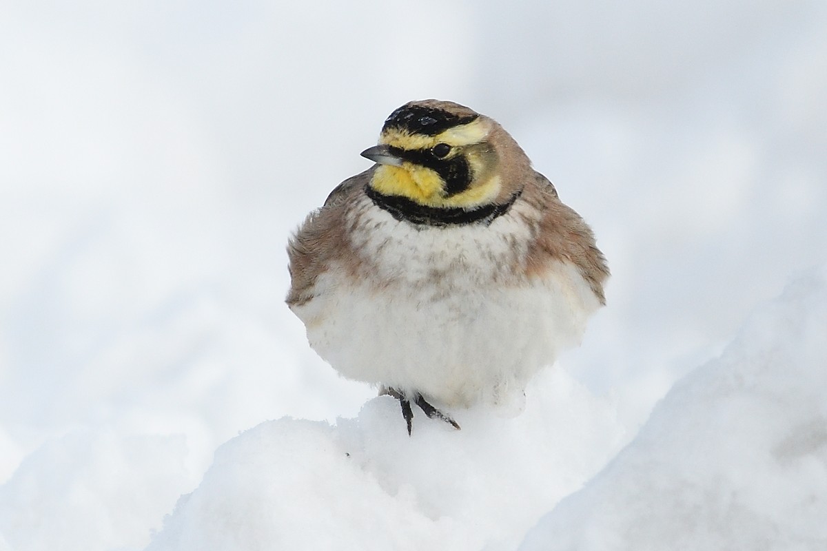Pennsylvania Bird Atlas Checklist - 17 Feb 2024 - Homestead Rd. Farm Fields (roadside access ...