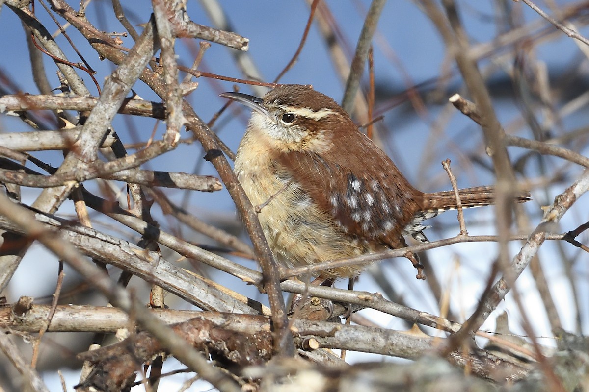 Pennsylvania Bird Atlas Checklist - 17 Feb 2024 - Glenmoore WTP (restricted access) - 16 species